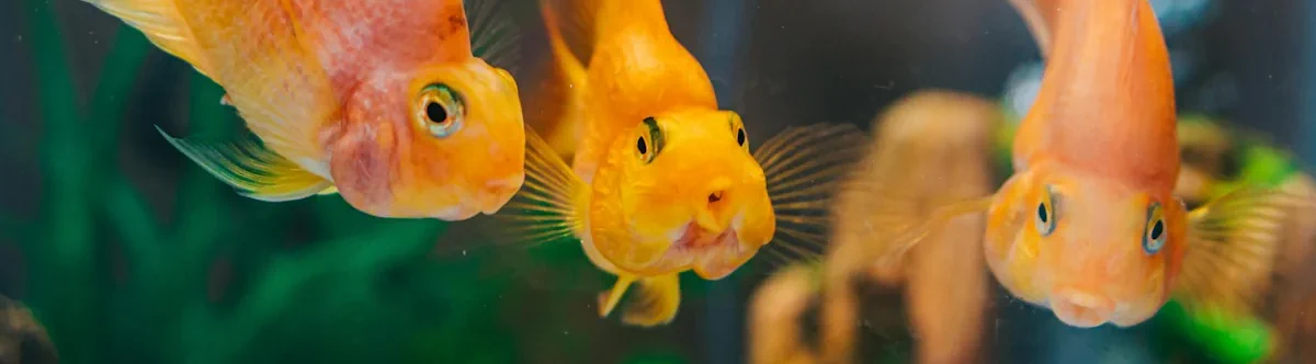 Tank Supplies - Ginger Ameripet